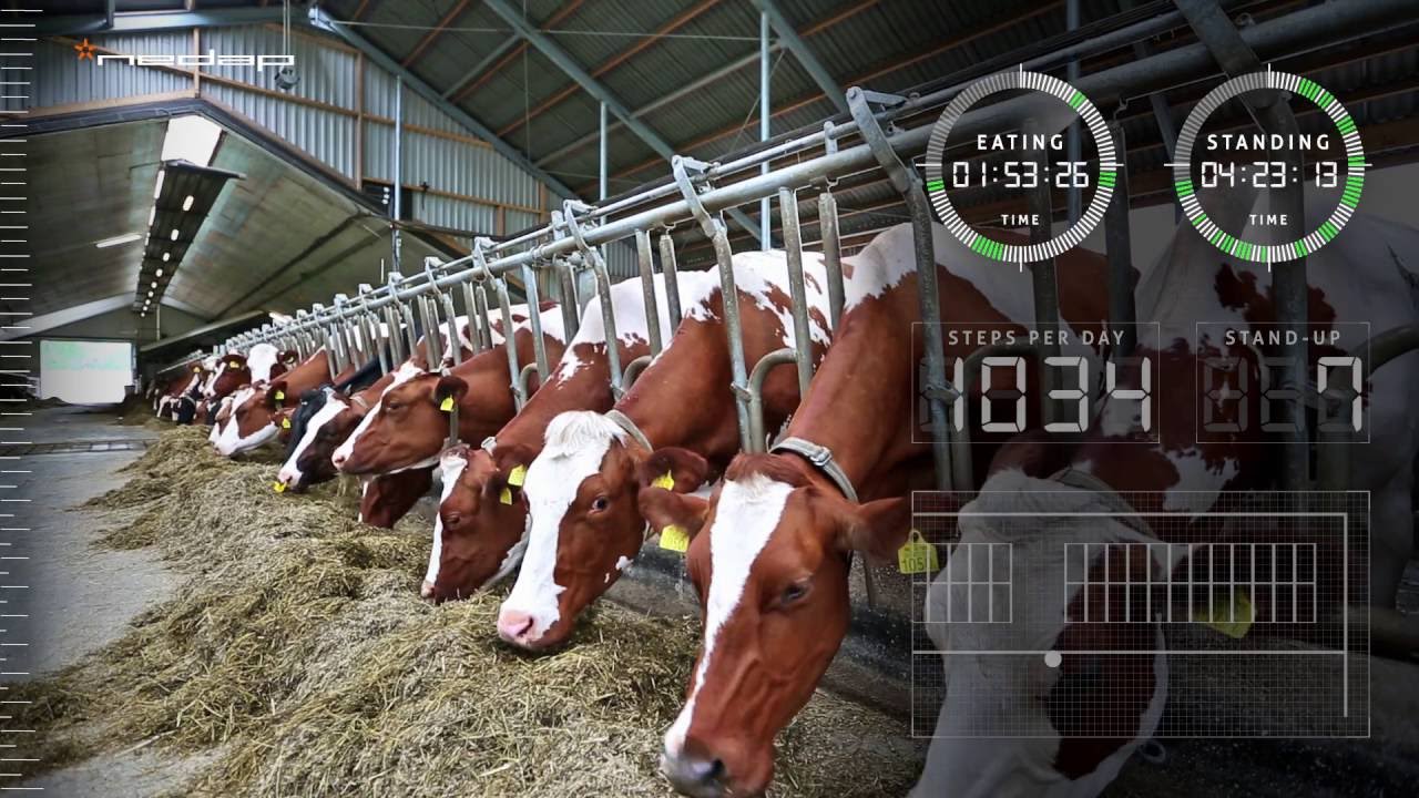 Livestock Monitoring is Driven by Increased Need for Efficiency in ...