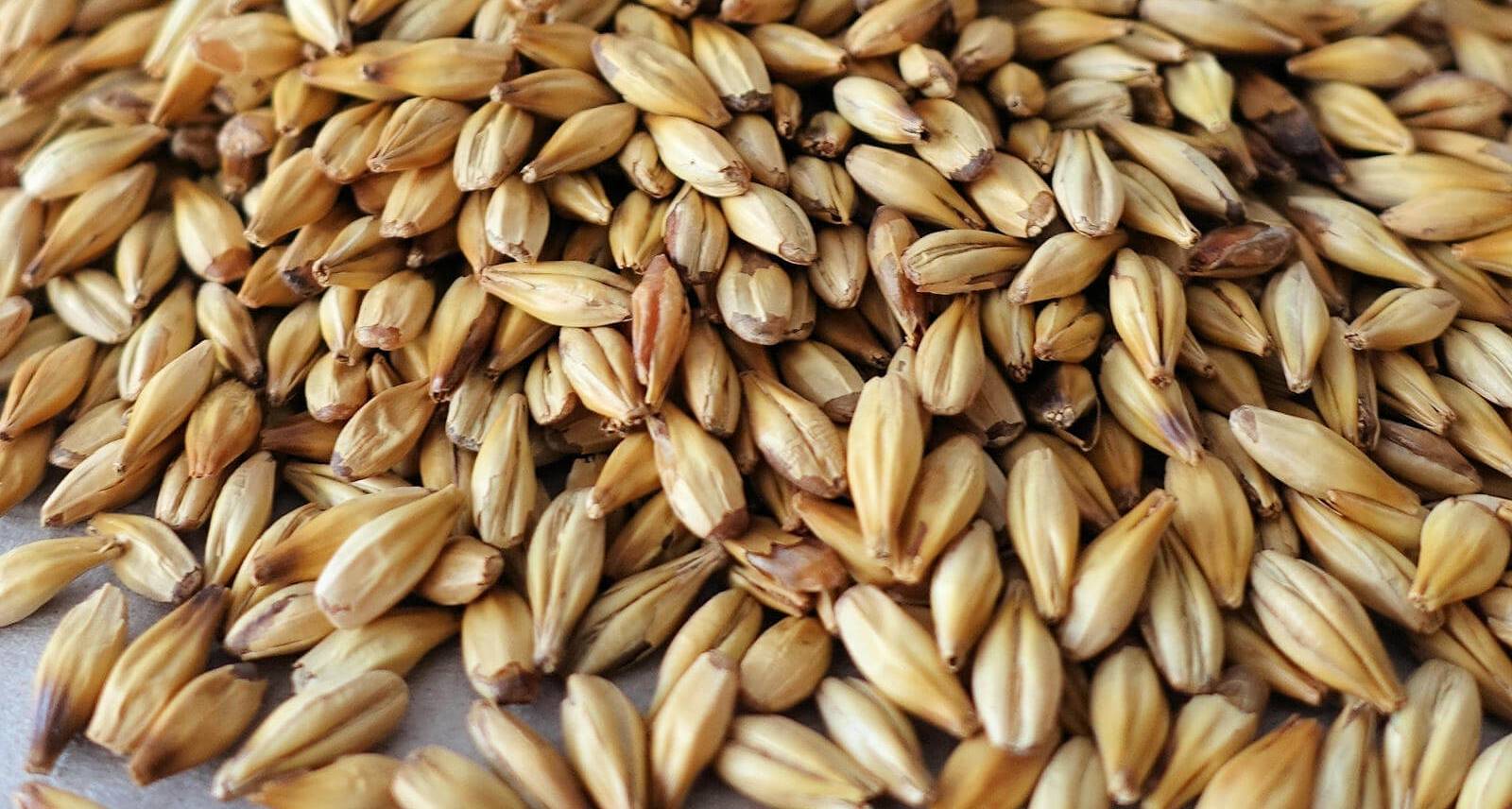 Hopped Malt Extract Market Trends, Size, and Share Analysis