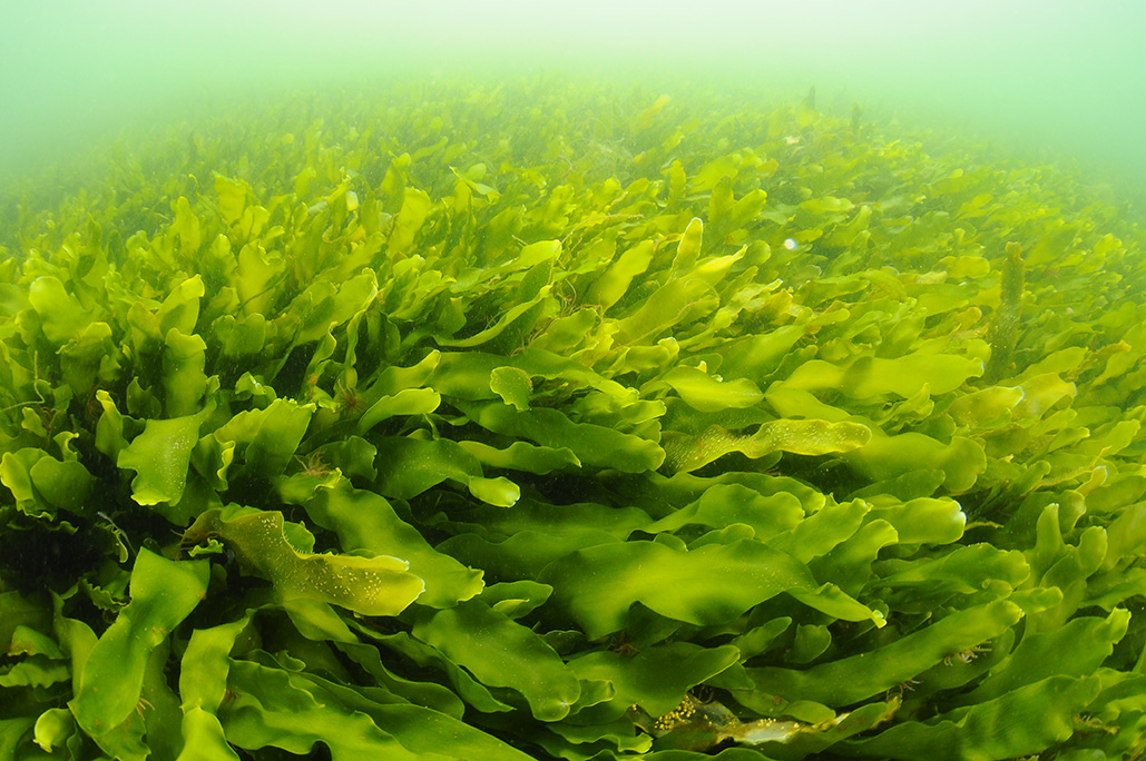 Commercial Seaweed Farming: A Promising Industry for the Future