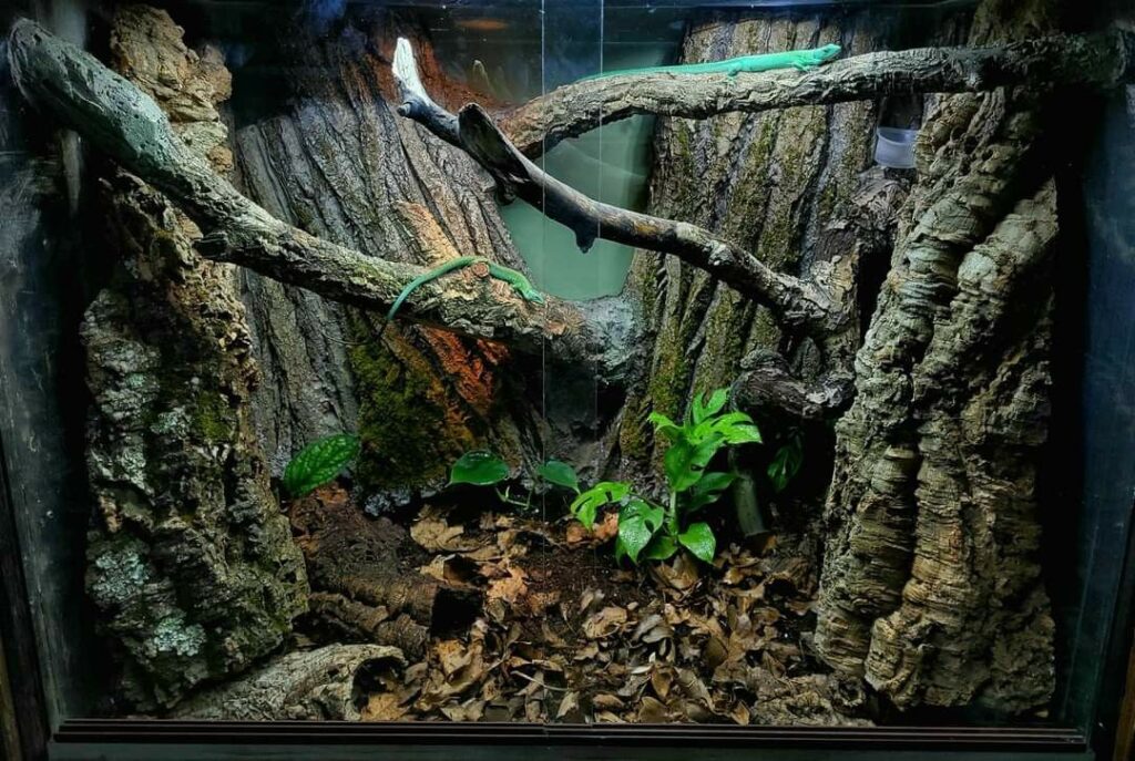 Current Trend of Reptile Enclosure Market